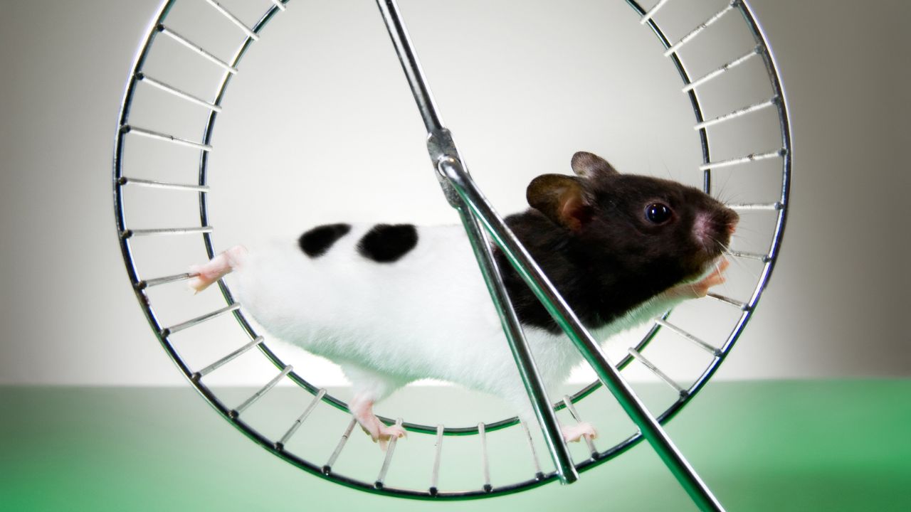 Get off the Hamster Wheel - Simona Rich